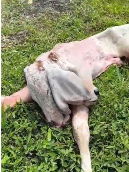 Bezerro com duas cabeças nasce no interior do Maranhão; caso é raro
