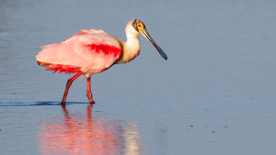 Flamingo em São Paulo? O que são as aves rosadas vistas no rio ...