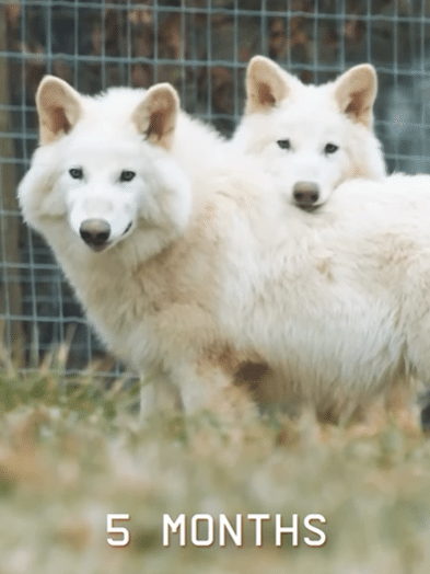 Lobo Terrivel Vs Humano
