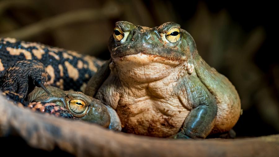 'Vi trailer da minha morte e apocalipse': como é fumar veneno de sapo