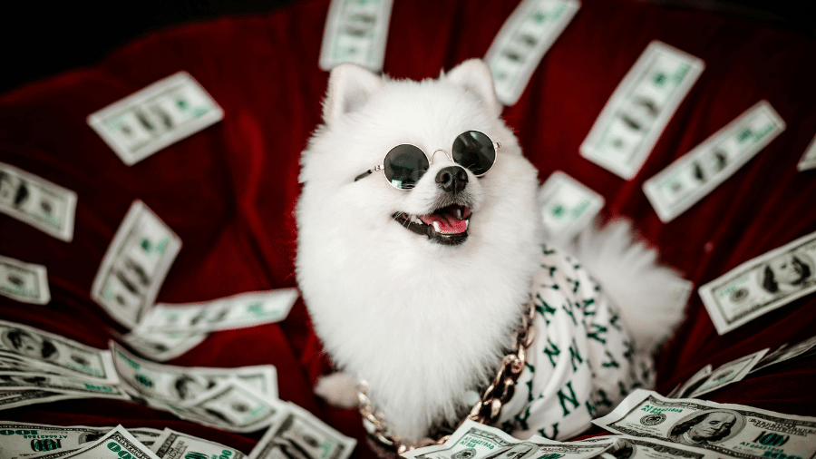Topa ser babá de cachorro por R$ 1,5 milhão? Serviço está em alta nos EUA
