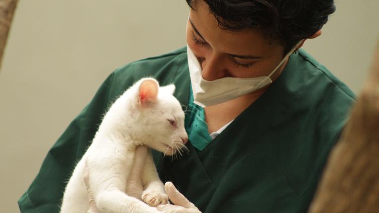 Rara jaguatirica albina é a última viva no mundo e está na Colômbia