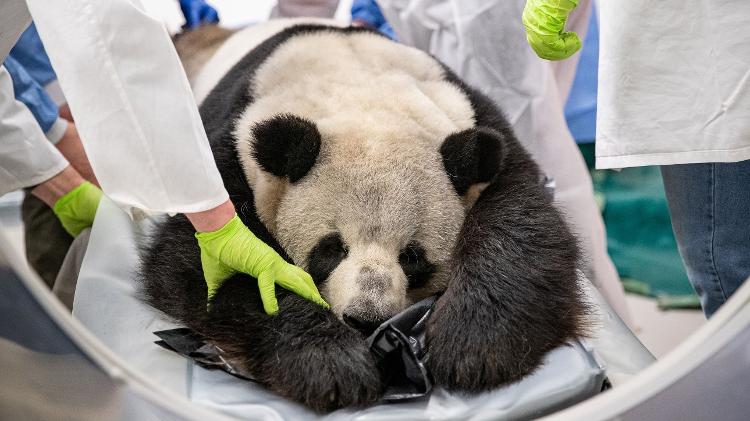 Panda gigante passa por tomografia computadorizada na Alemanha - 12/11 ...