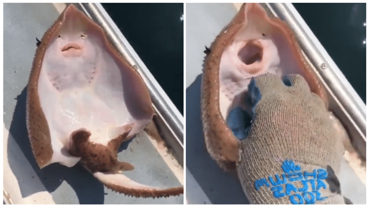 Raia 'sorrindo' faz sucesso na web, mas animal está sofrendo; entenda