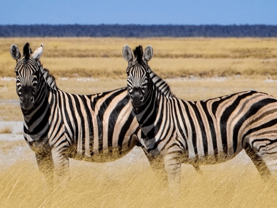 Por que não montamos em zebras? 3 motivos diferenciam a espécie de cavalos