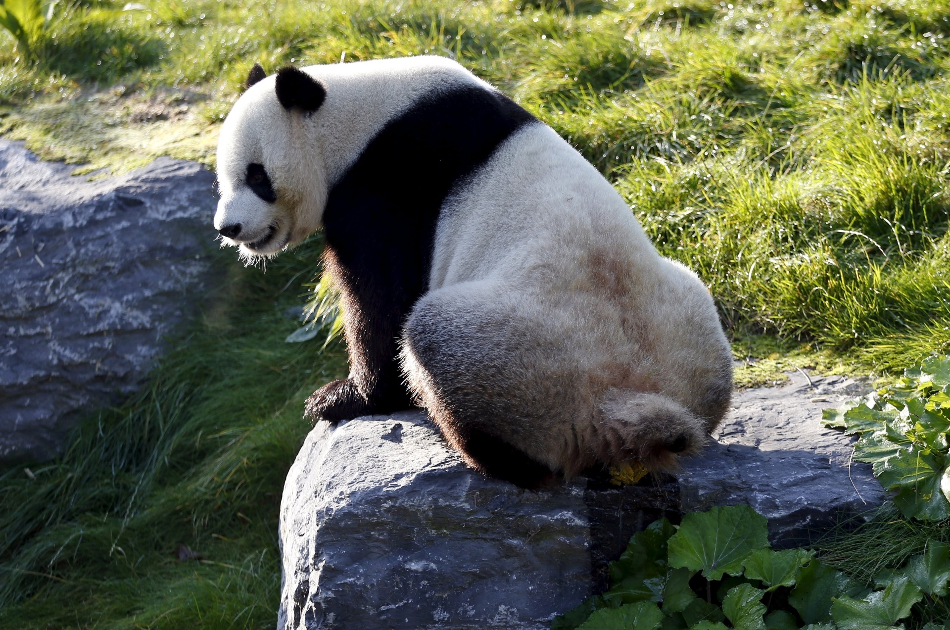 Como a China conseguiu salvar os pandas gigantes da extinção - 07/09 ...