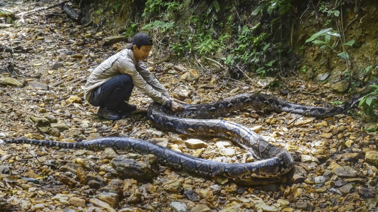 Cobras: qual é a origem desses animais?