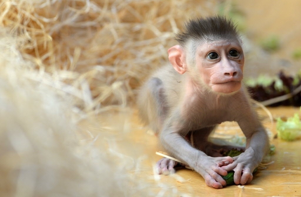 Fotos: Mãe acompanha primeiros dias de filhote de macaco em zoológico ...