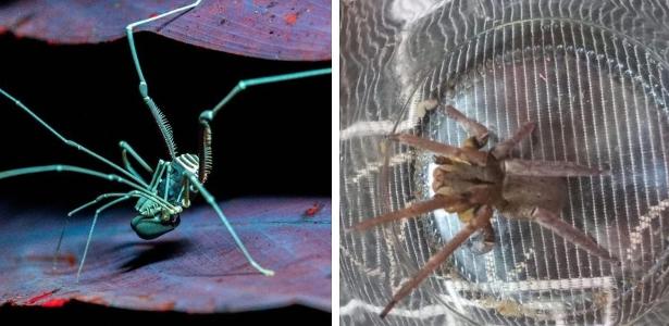 Duelo de aracnídeos: como descobrir se animal em casa é aranha ou ...