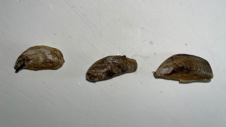 Patrimônio de Alagoas, sururu sofre com espécie invasora e some