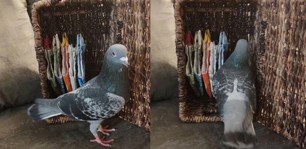 'Buddy': conheça o pombo 'estiloso' que possui guarda-roupa próprio