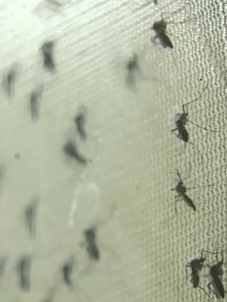 Inseto 'misterioso' e com picada potente intriga cientistas nos EUA