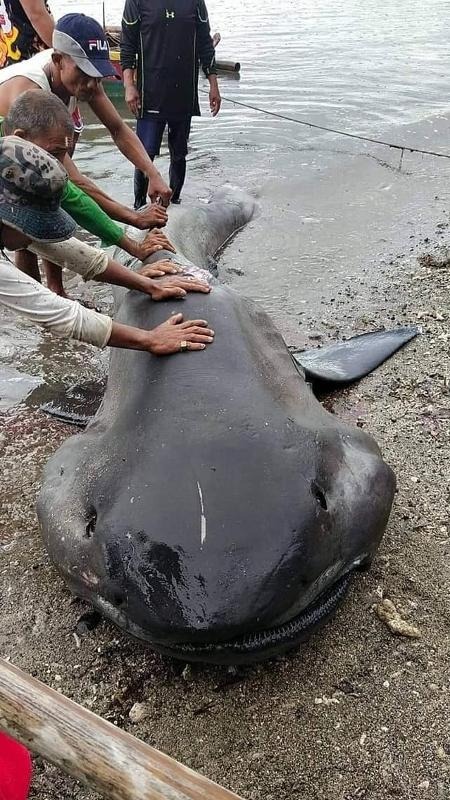 Tubarão-boca-grande raríssimo é encontrado em praia das Filipinas