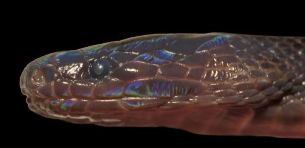 Cobra arco-íris: nova espécie de cobra é descoberta no Vietnã