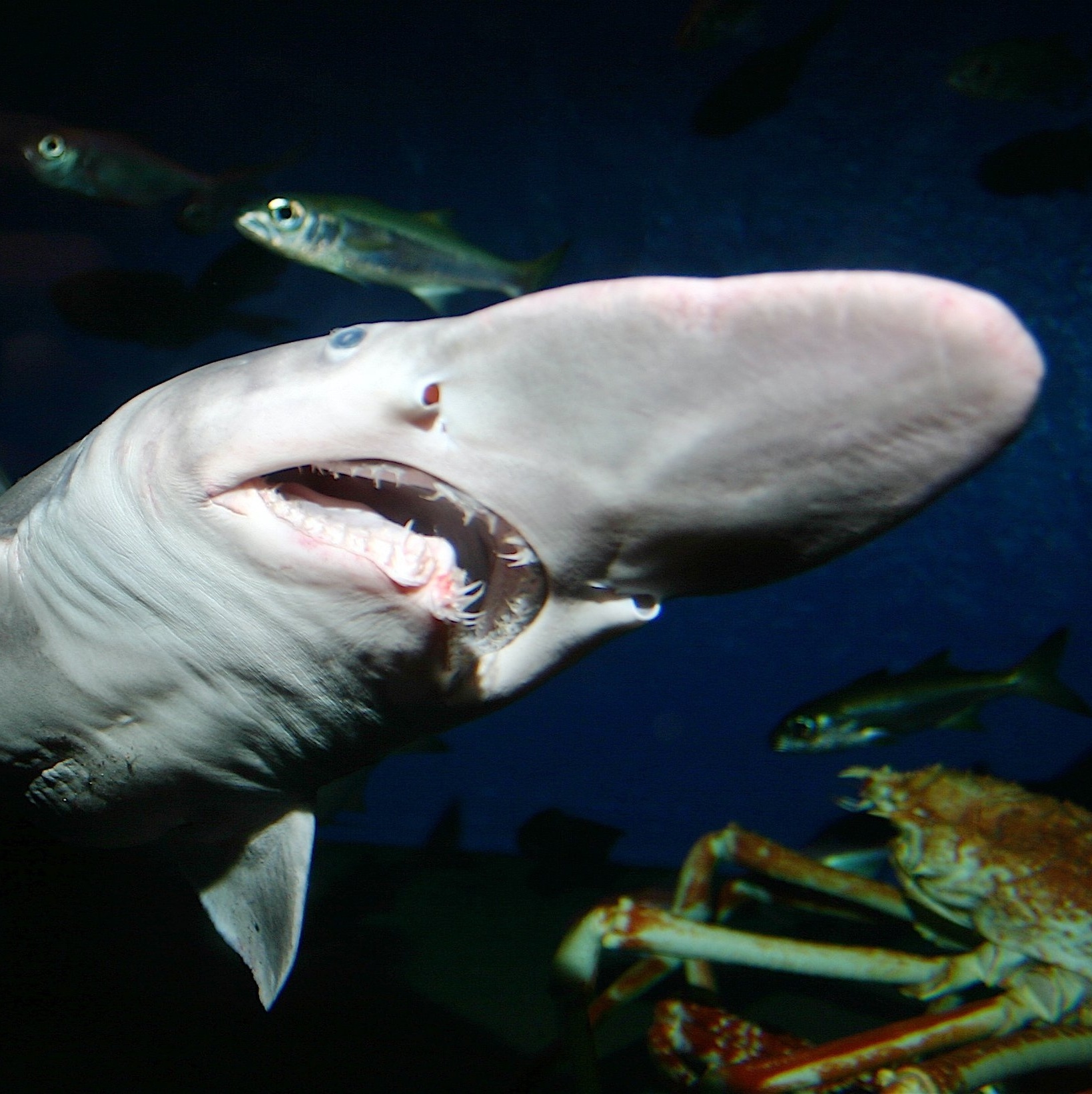 Tubarao Eletrico Pre Historico Fish Royale Tubarão Faminto – Apps