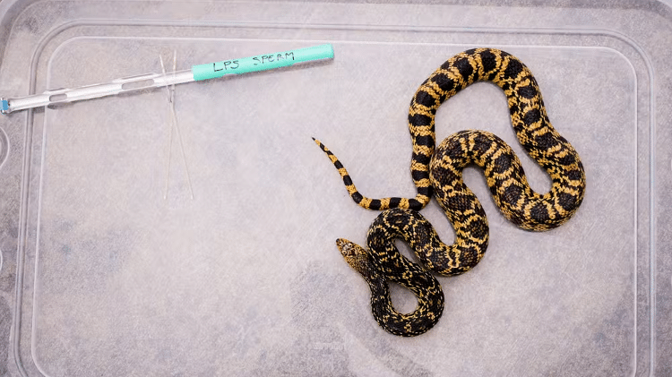 Zoológico utiliza esperma congelado para salvar cobra de extinção