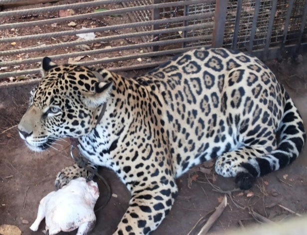 Onça resgatada de garimpo viaja 3.000 km para ser tratada - Fotos ...
