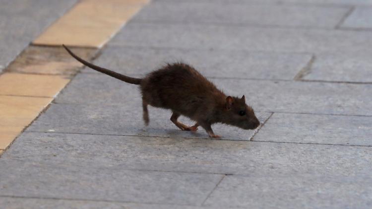 Vídeo: Rato 'rouba' Big Mac e é flagrado fugindo em rua do Reino Unido