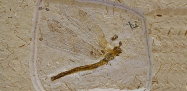 Das peças indígenas a fósseis: os itens culturais brasileiros que estão ...