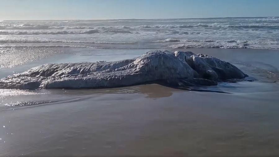 'Monstro marinho' misterioso do tamanho de caminhão é achado em praia
