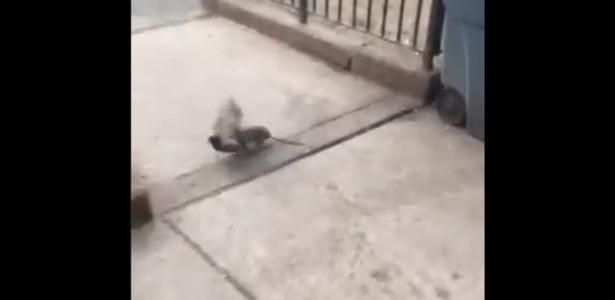 Animais de rua: Briga entre rato e pombo chama atenção nas ruas de Nova ...