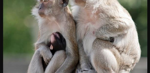 Macacos fogem de laboratório nos Estados Unidos