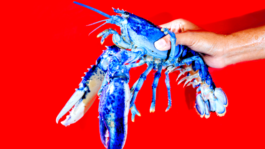 Lagosta azul brilhante raríssima impressiona cientistas; veja detalhes