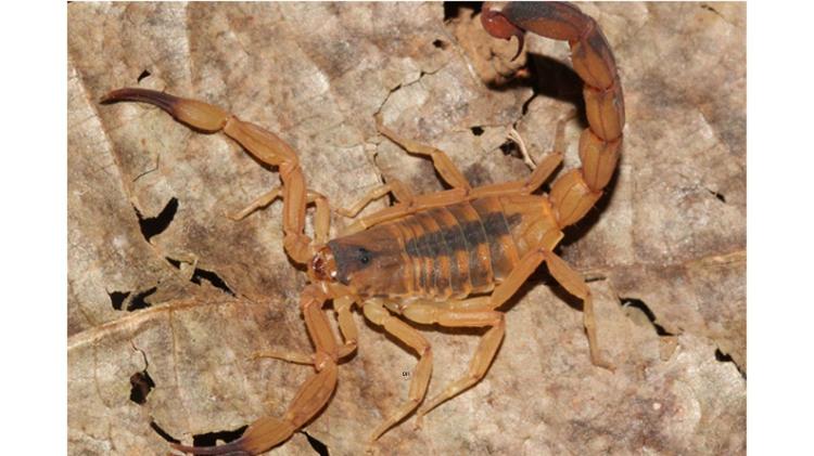 4 espécies de escorpiões perigosas do Brasil e onde vivem