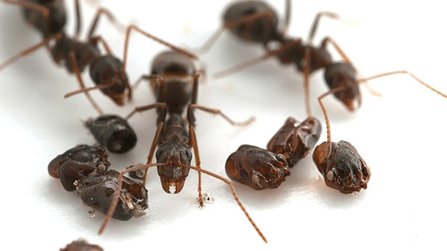 Conheça a formiga que decora ninho com os crânios das rivais