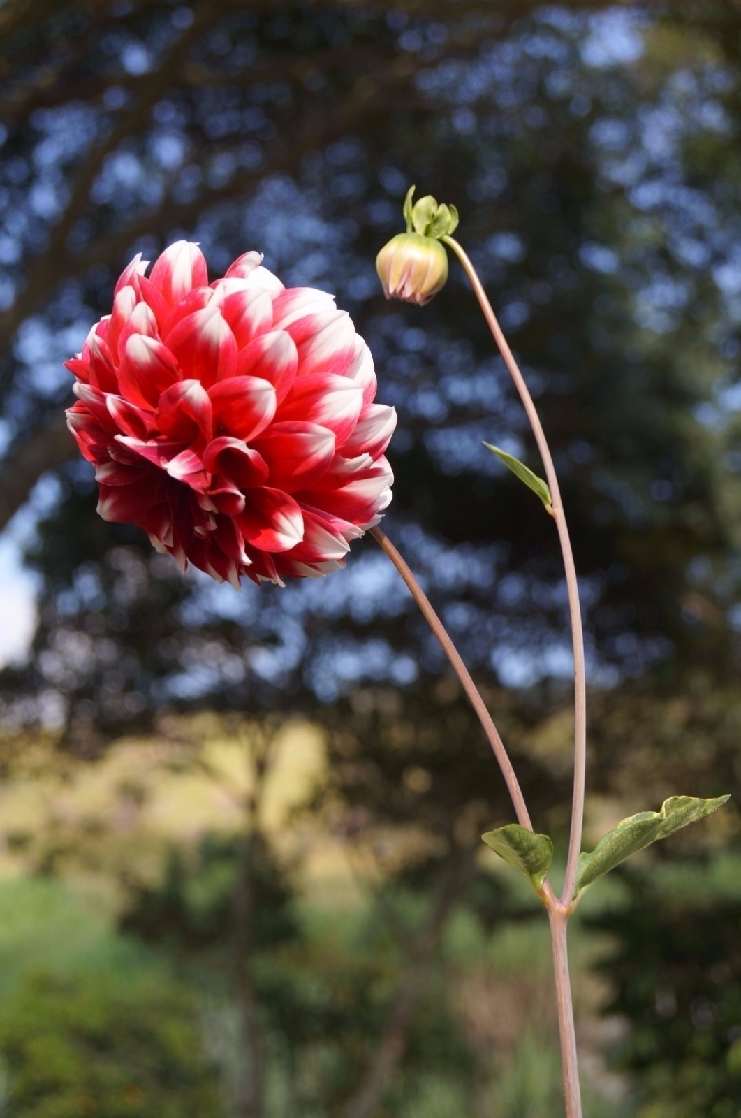 Fotos: Primavera no Brasil - 21/09/2015 - UOL Notícias