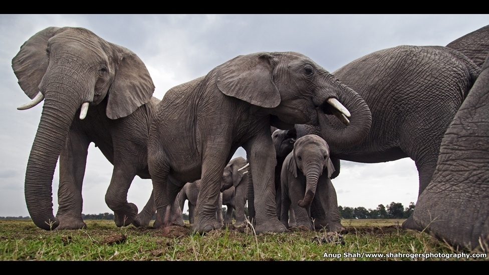 Fotos: Mostra de 'maravilhas da natureza' destaca 'encarada' entre ...