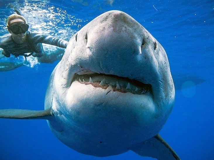Tubarao Dado BYD Shark: Testamos A Picape Híbrida Para Ver Se é Um