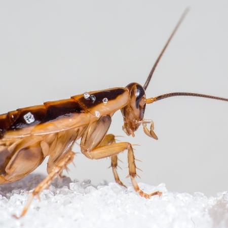 'Lista dos '4 As': as práticas comprovadas para afastar baratas de sua casa