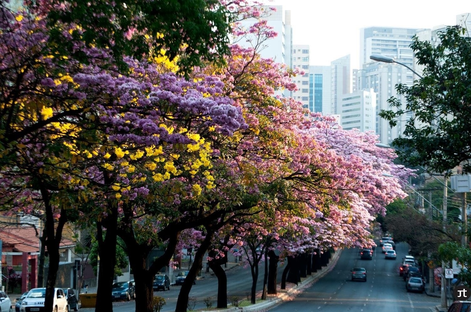 Fotos: Primavera no Brasil - 21/09/2015 - UOL Notícias