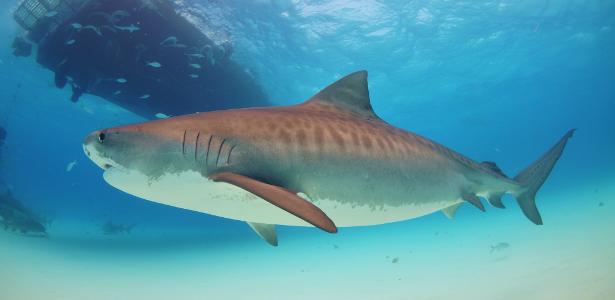 Tubarão que atacou jovem no Recife tem espécie diferente do que mordeu ...