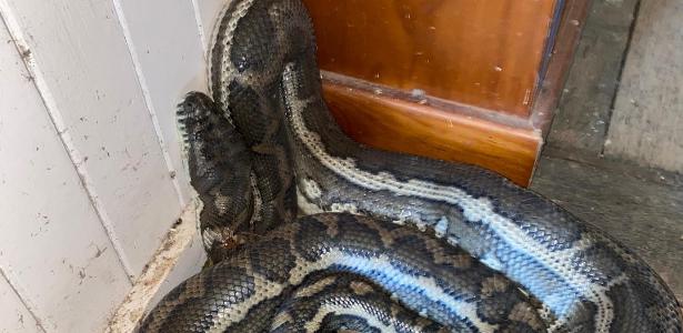 Duas cobras de 11kg quebram teto de casa na Austrália e assustam ...