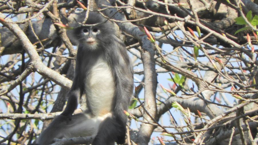 Mianmar: Espécie de primata é descoberta e batizada de Popa langur