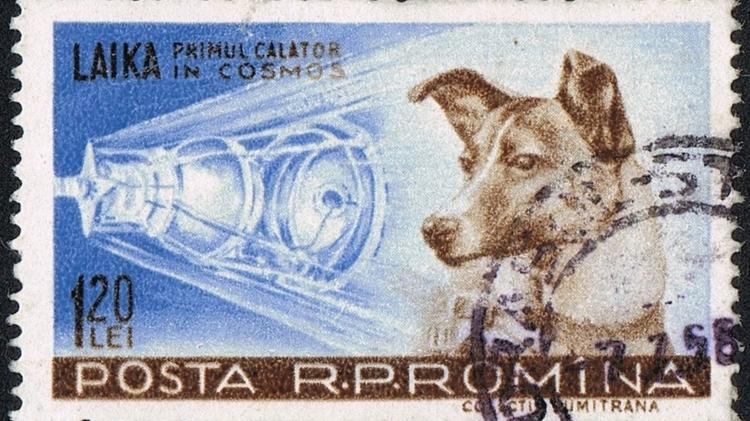 Laika: conheça a história da vira-lata que virou 'astronauta' e ícone