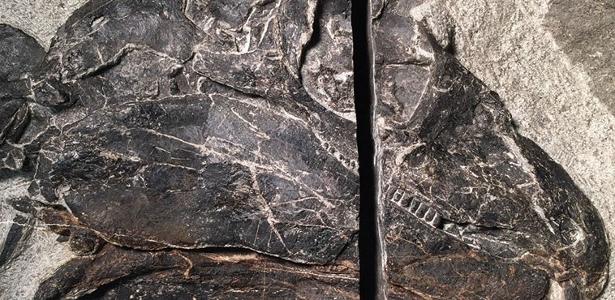 O que comiam répteis há 300 milhões de anos? Fóssil mostra dieta ...