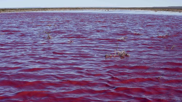 Por que Lagoa ficou rosa-choque na Argentina; veja imagens - 28/07/2021 ...