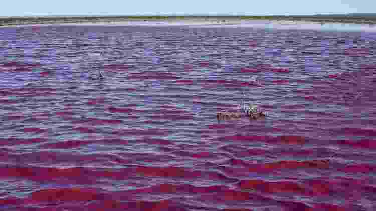 Por que Lagoa ficou rosa-choque na Argentina; veja imagens - 28/07/2021 ...