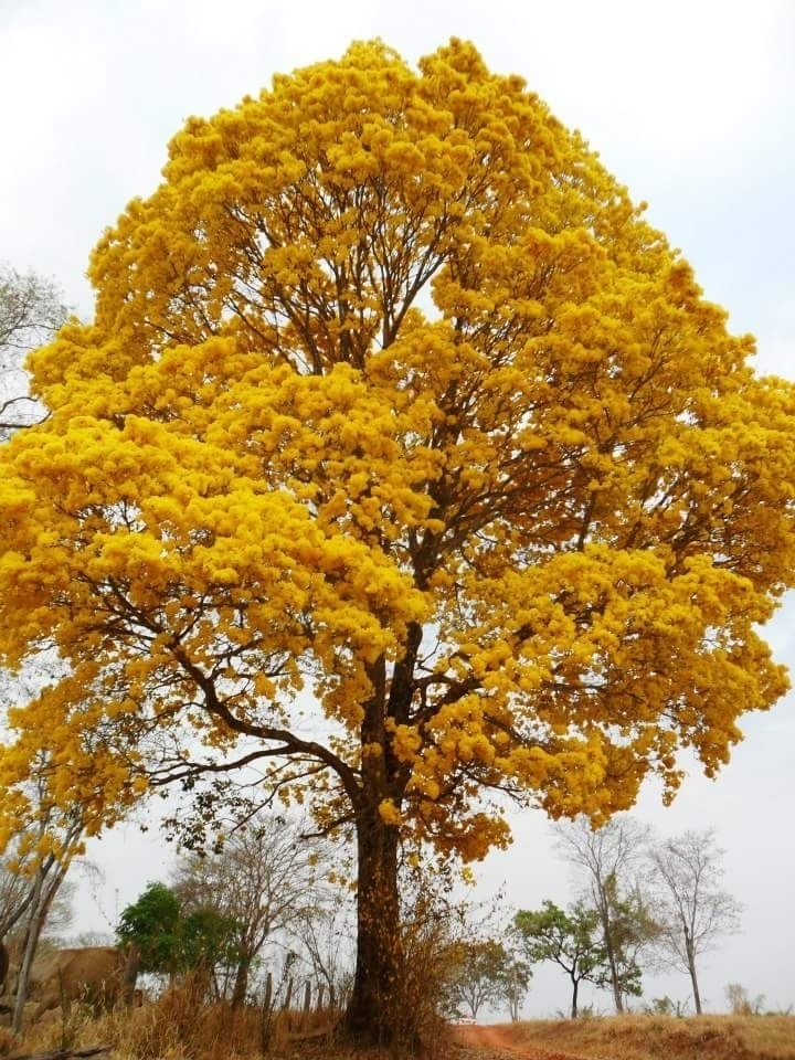 Fotos: Primavera no Brasil - 21/09/2015 - UOL Notícias