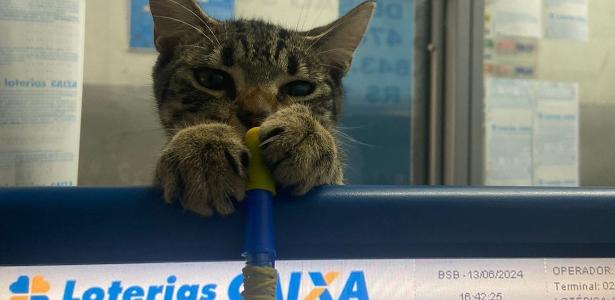 'Gato da sorte' escolhe bilhete premiado de apostador