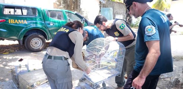 Ibama prende mais de 30 pessoas em operação contra tráfico de animais
