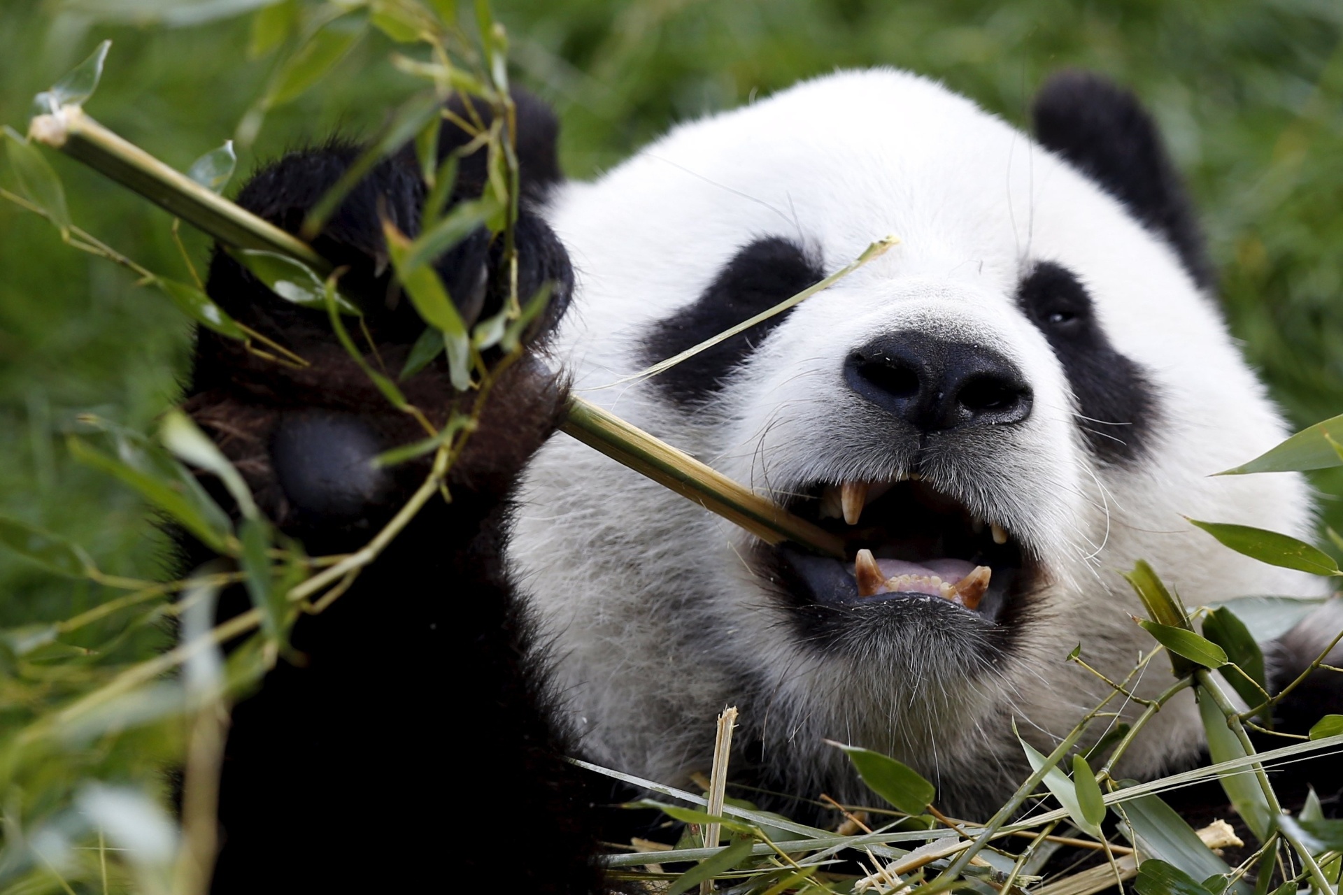 Como a China conseguiu salvar os pandas gigantes da extinção - 07/09 ...