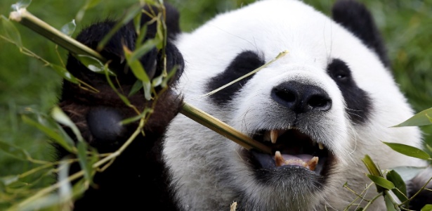 Fotos: Fezes de panda podem virar biocombustível - 28/09/2015 - UOL ...