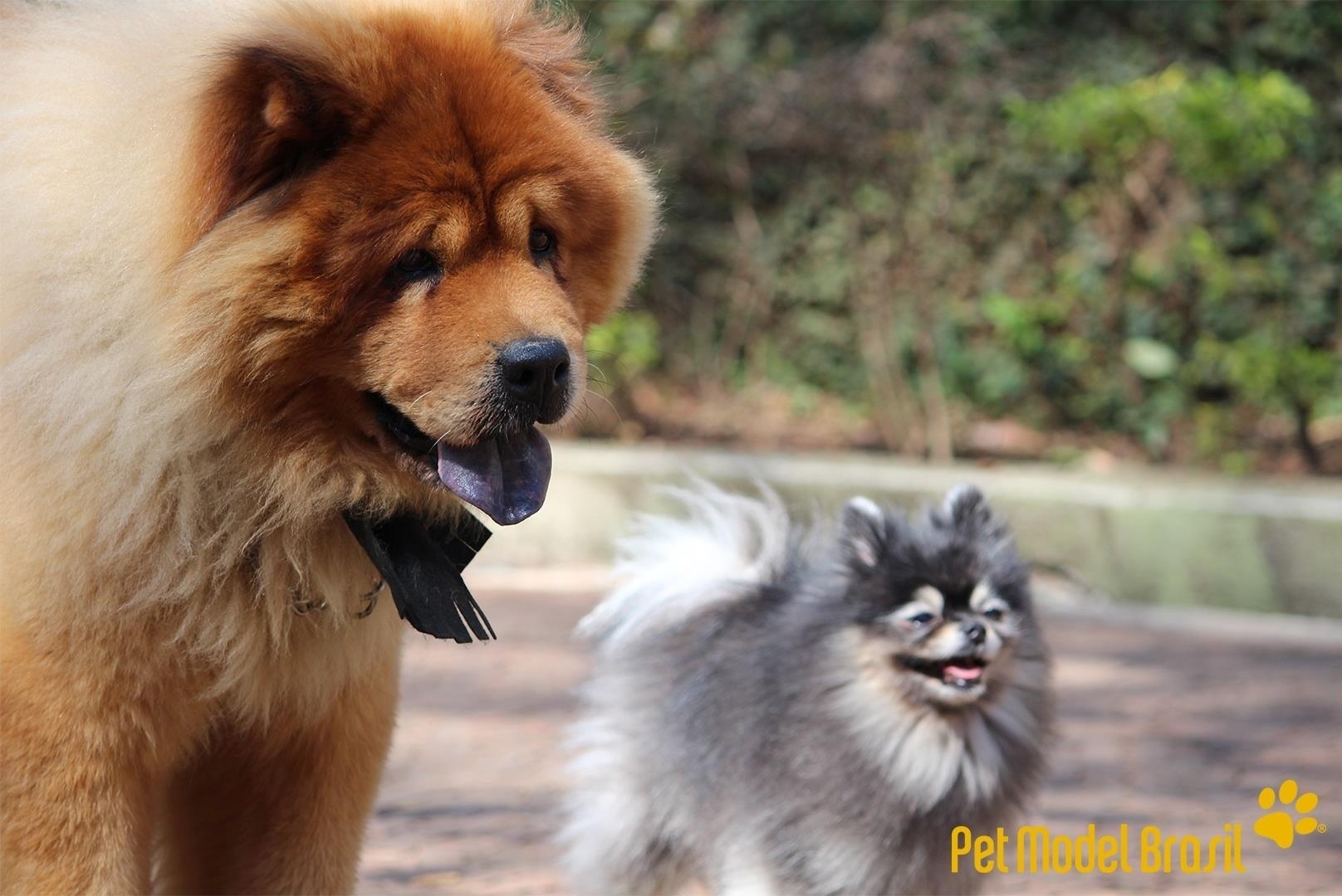 Fotos: Conheça a Pet Model Brasil, que agencia animais de estimação ...