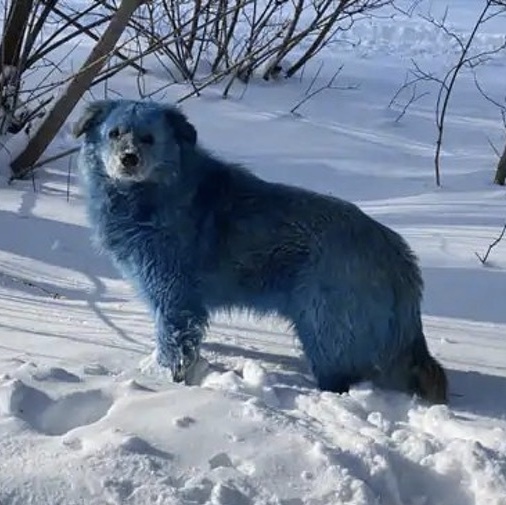 El Cachorro Azul La Verdad Detrás Del Desafío: ¿Por Qué No