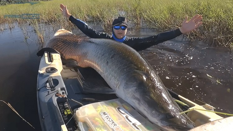 Pescador é nocauteado ao capturar 'peixe-monstro' de 2,5 m na Amazônia