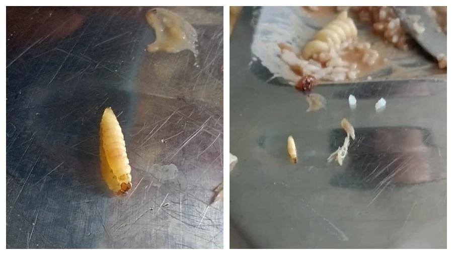 Infestacao De Larvas Foto De Muitas Larvas Larvas E Adulto De Mosca De